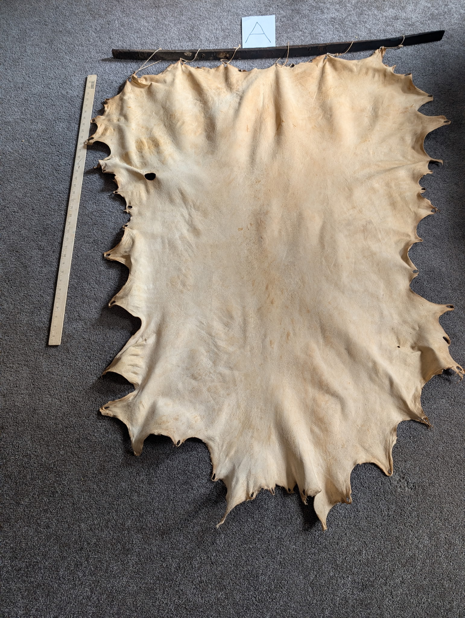 Brain-Tanned deer hides – Contemporary Longrifle Association