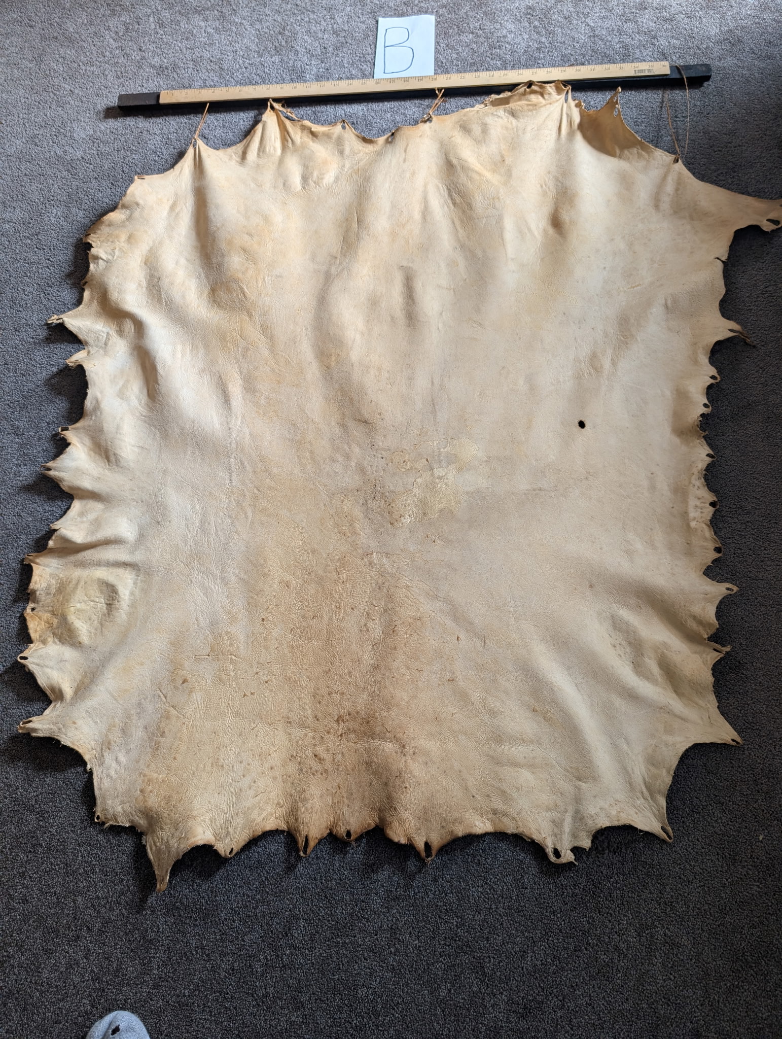 Brain-Tanned deer hides – Contemporary Longrifle Association